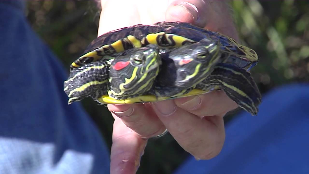 Curious Turtles - YouTube