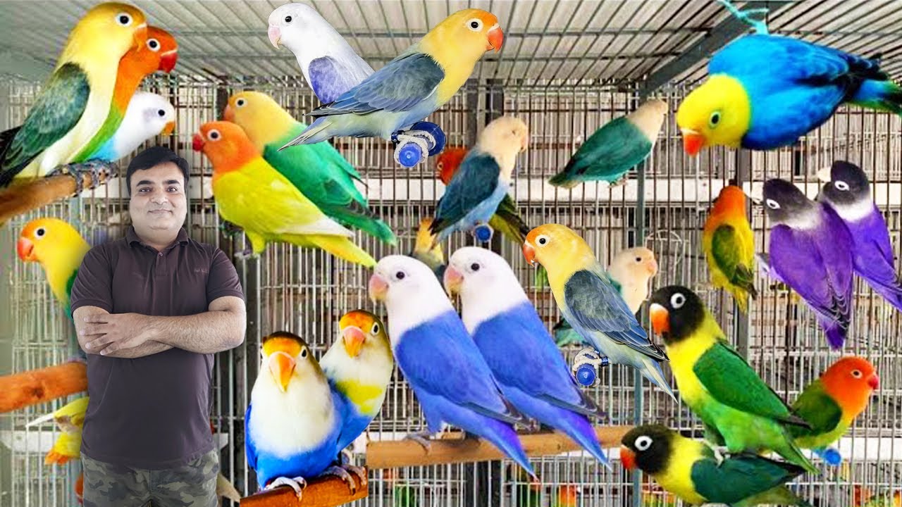 ZA Aviary Breeding Progress | Most Beautiful LoveBird Setup | All ...