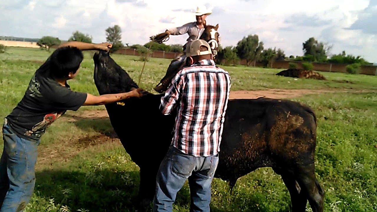 Señor monta toro y be lo que pasa - YouTube