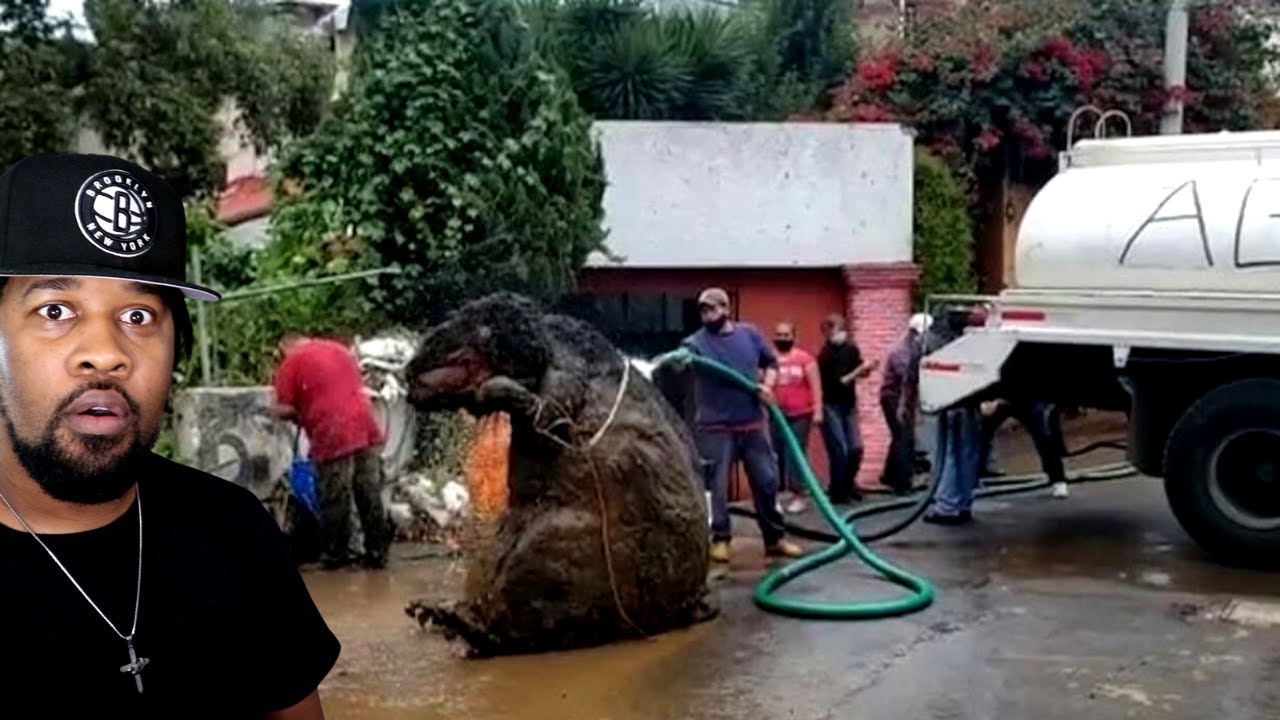 Scientists Terrifying New Discovery in a Sewer Shocked the Whole World ...
