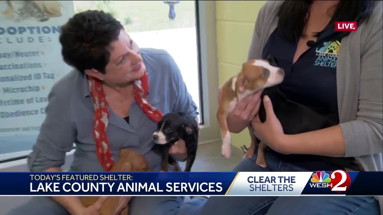 Lake County animal shelter offers free pet matches and unique ...