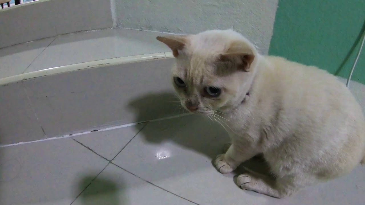 なんだか不安げに鳴くモチ Anxious dwarf cat แมวรู้สึกกังวล - YouTube