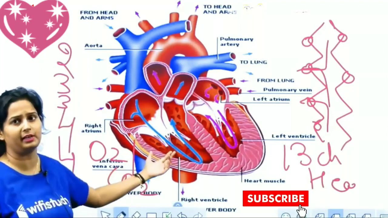 Heart Explanation - YouTube