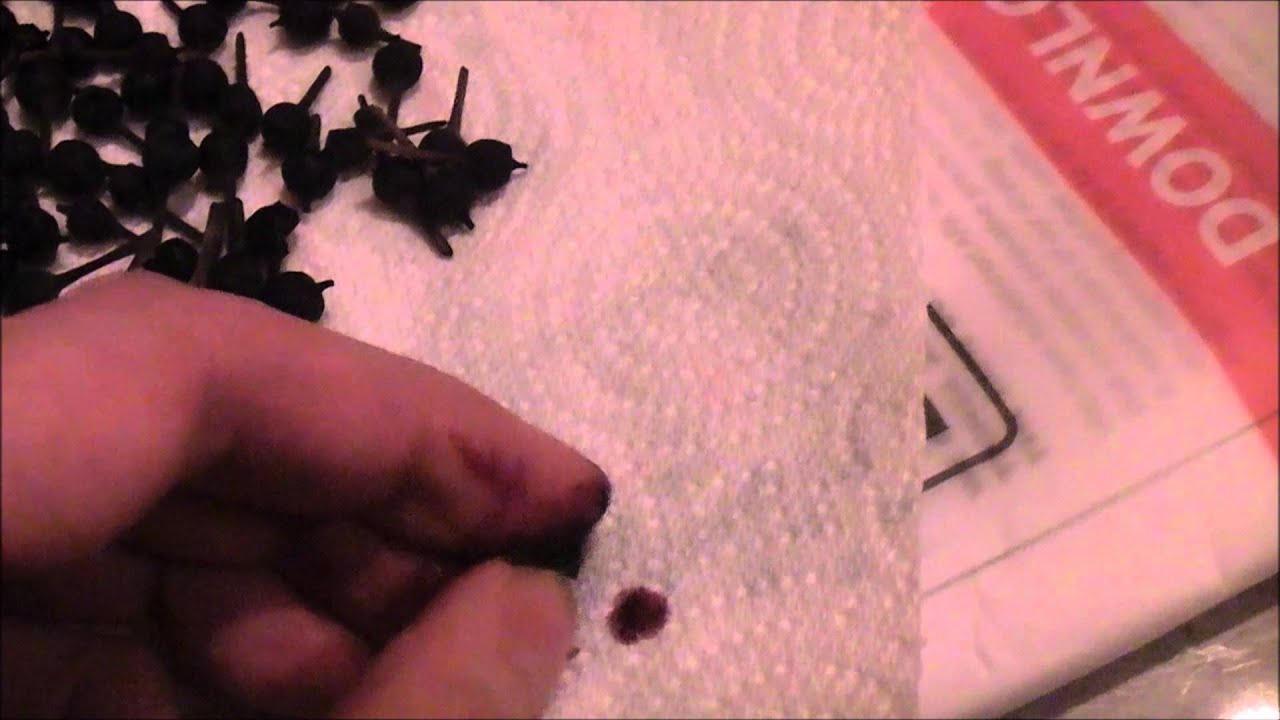 Germinating Schefflera chapana seeds - YouTube
