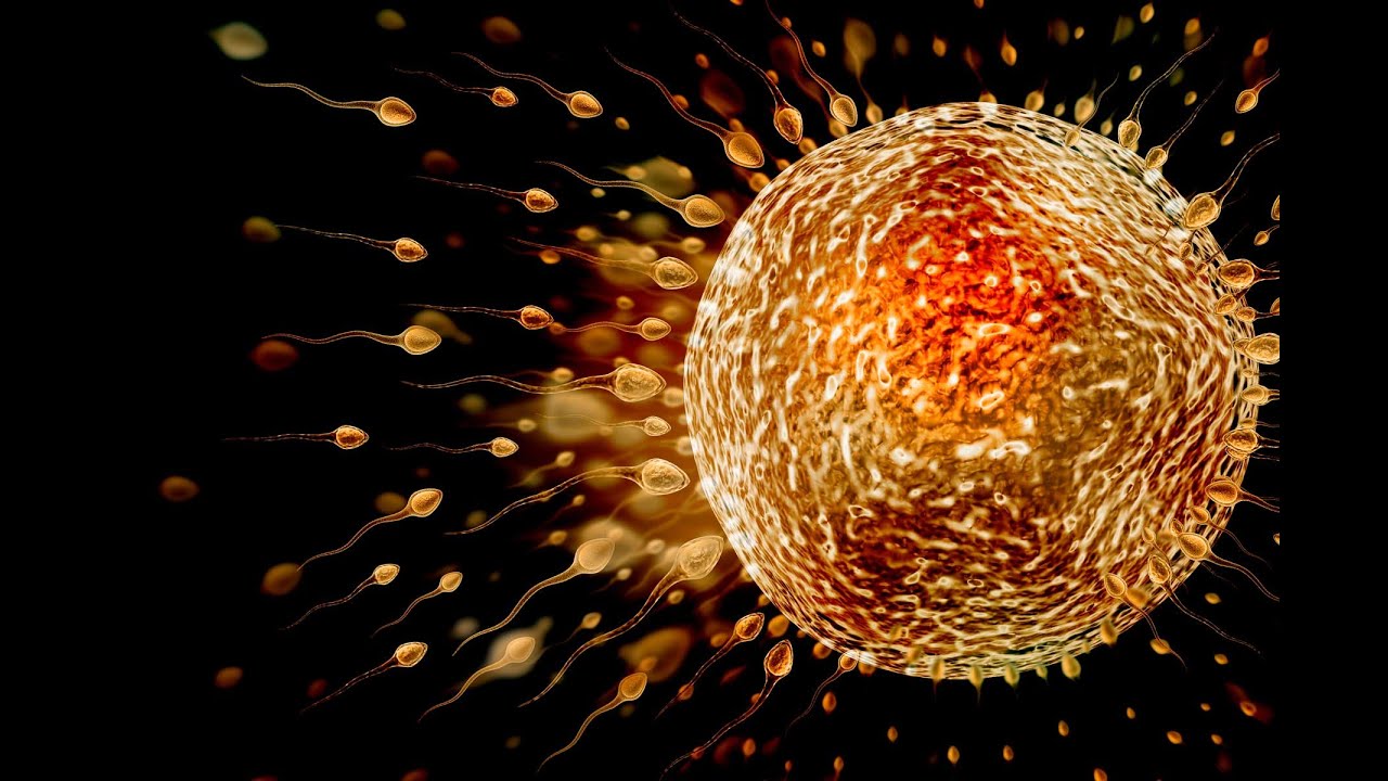 Biologie Animal : FÉCONDATION - YouTube