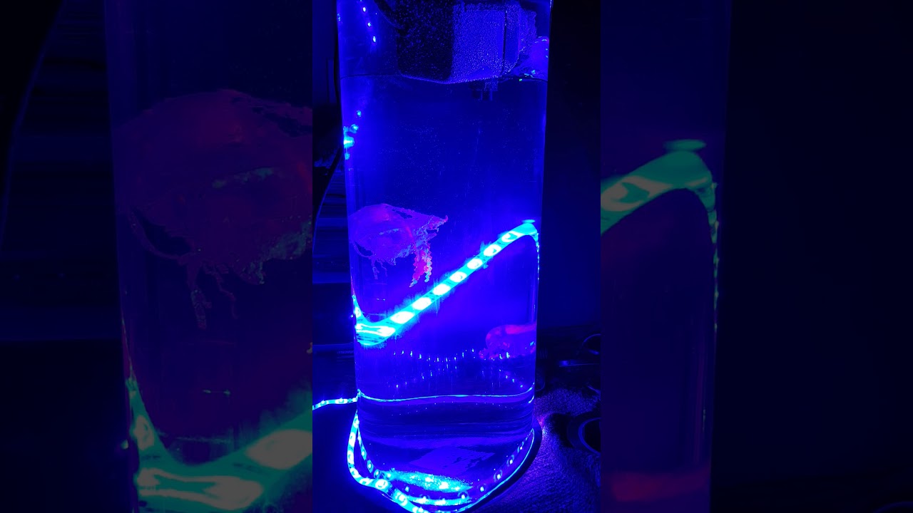 Artificial Jellyfish - Desktop LED Jellyfish Aquarium By WaterfallNow ...