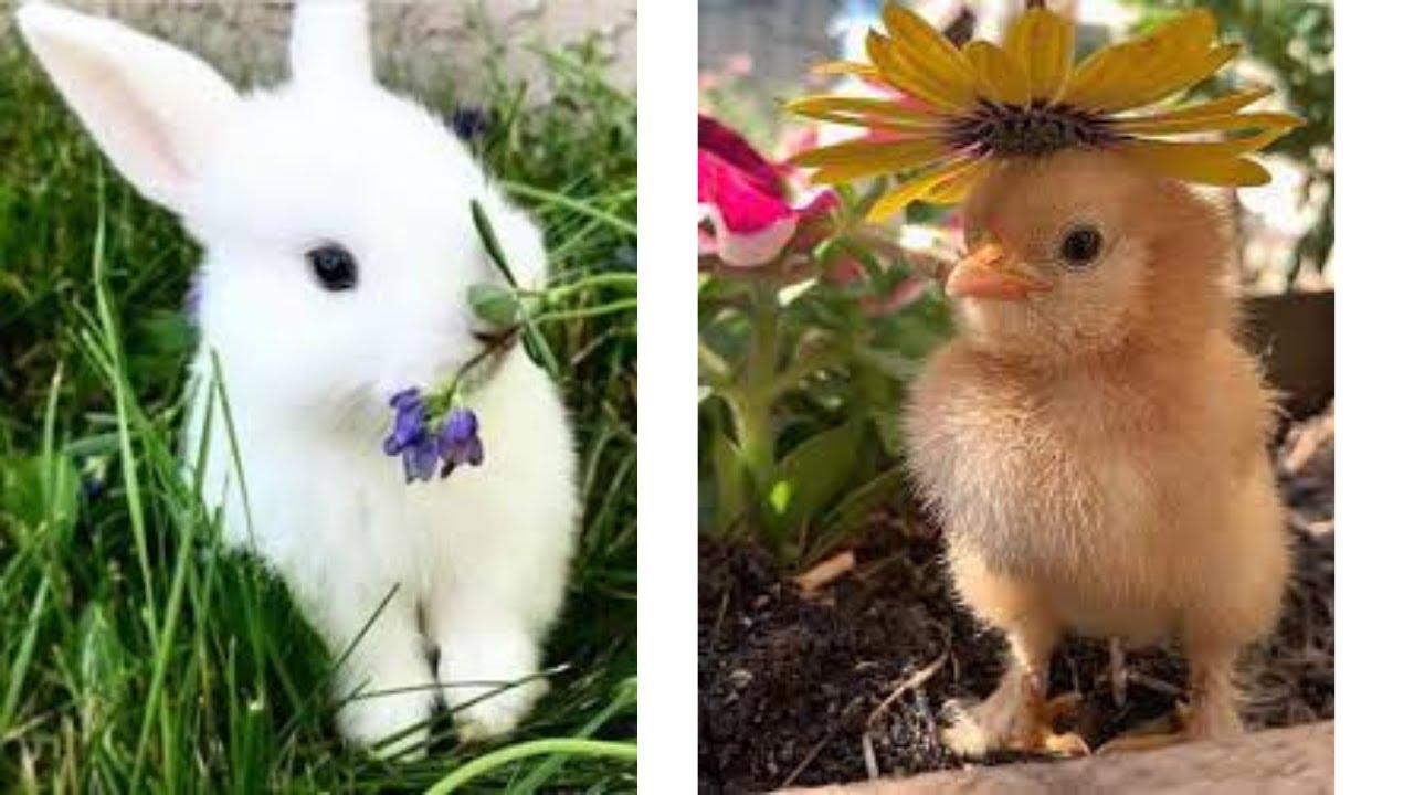 Which are more cute? || cute rabbit and chick videos || Animals - YouTube