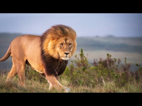 Lion attitude status | wildlife video | animals stutas 2023