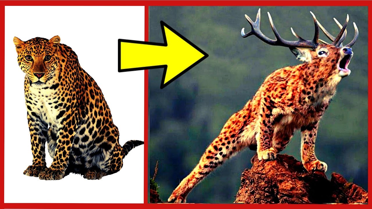 LEOPARD Animals Transformation.Deer,Dog,Lizard,Frog,Panda,Cow,Rabbit ...