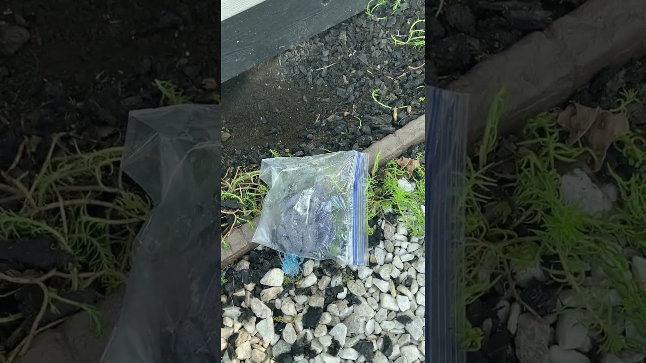 7 Best Baits for a Groundhog Trap: What Experts Really Use ...