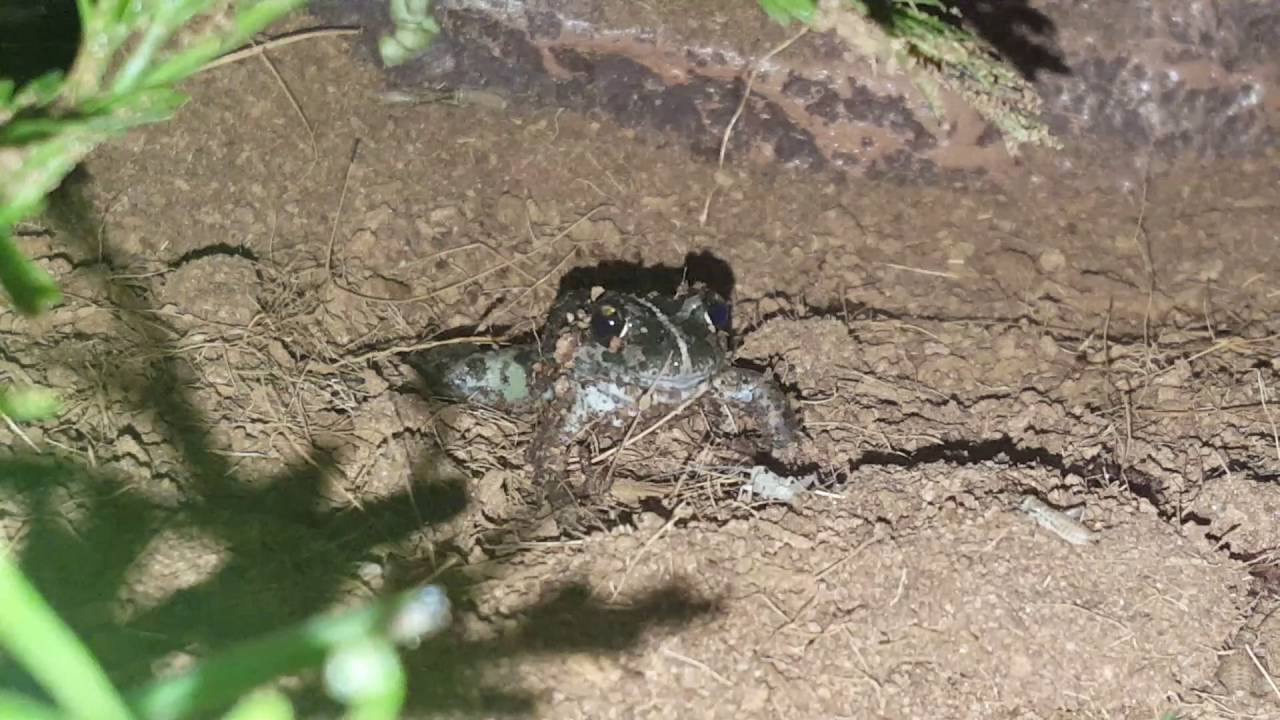 Spotted Marsh Frog (Limnodynastes tasmaniensis) babies - YouTube