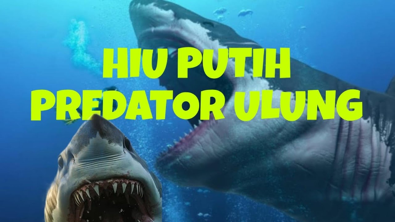 FAKTA UNIK HIU PUTIH PREDATOR ULUNG !!! #hiu #orca #whiteshark #shark ...