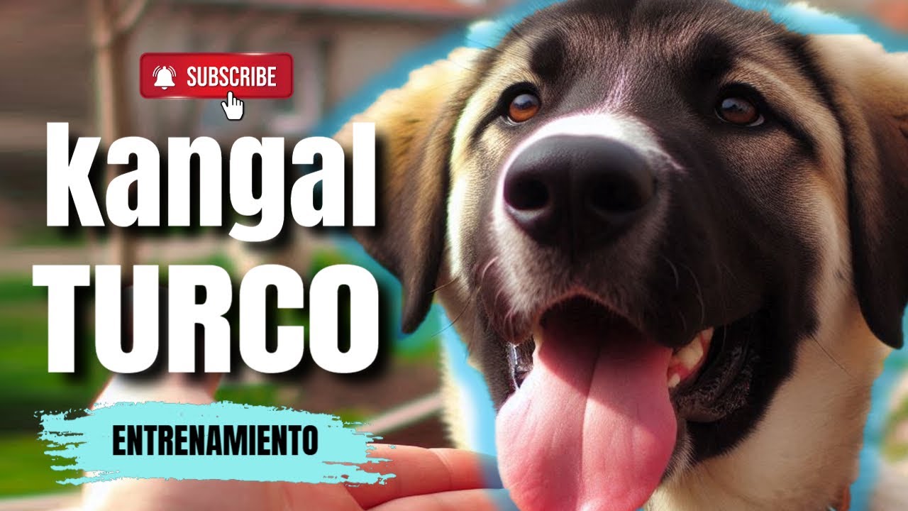 Primer día de entrenamiento de un Kangal Turco - YouTube