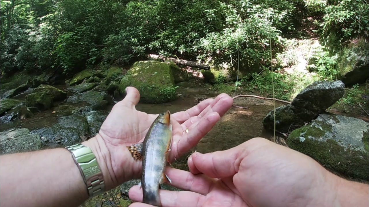 North Carolina Brook trout fly fishing, wild trout slam bluelining with ...