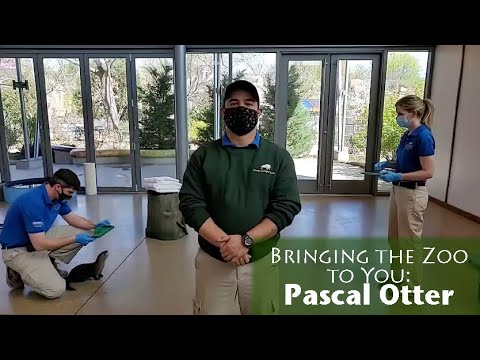 Bringing the Zoo to You: Pascal Training Session - YouTube