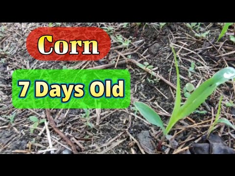 CORN 1 Week after planting 🌽 #corn #mais #farming #farm #maize - YouTube