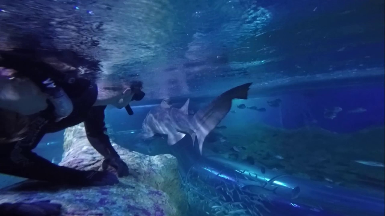 Snorkelling with the sharks at AQWA, Perth, Western Australia - YouTube