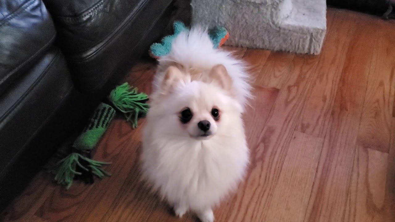 Pomeranians playing in the morning - YouTube