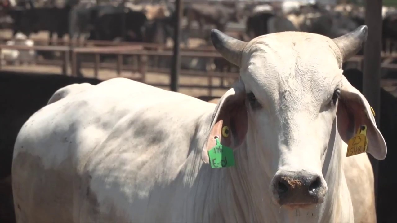 GRUPO GUSI, PRIMER EMPRESA MEXICANA EN EXPORTAR CARNE DE RES A QATAR ...