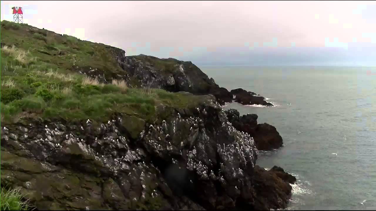 Gull Island camera - YouTube