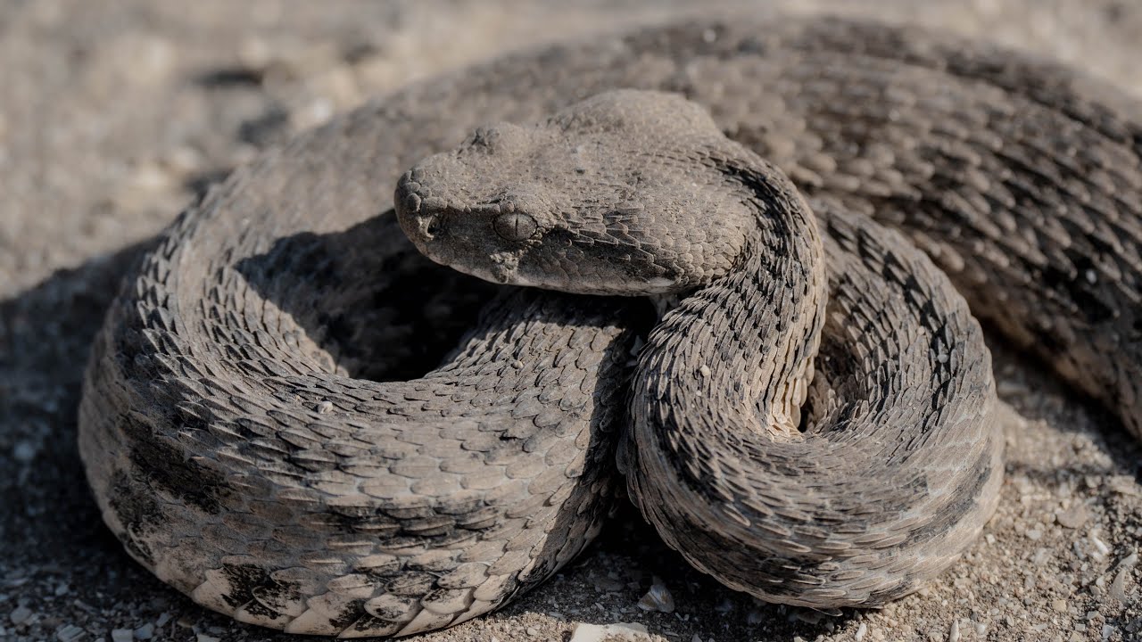 "Animals We Observed in Korchay State Nature Reserve | Wildlife You’ve ...