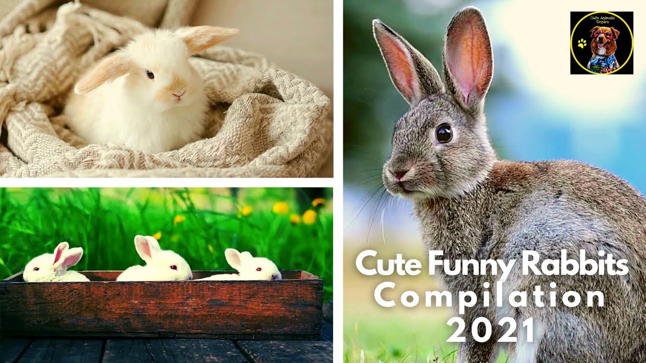Funny And Cute Baby Bunny Rabbit Videos Compilation 2021 | Baby Animal ...