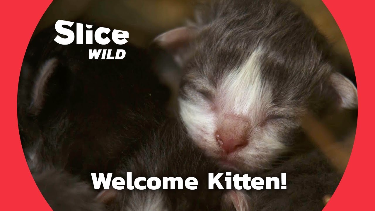 First Days on Earth for these Kittens | SLICE WILD - YouTube