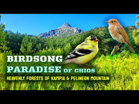 The Heavenly Forests of Kampia & Pelineon Mountain: Birdsong Paradise ...