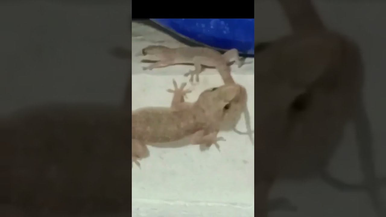 Do gecko eats another gecko? | cockroach and mothballs/pest control ...