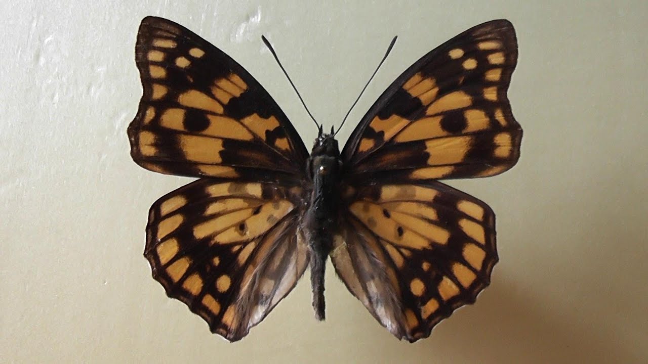 ИЗ МИРА: 138. Sephisa princeps (сефиза двухцветная) - YouTube