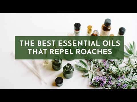 Will Tea Tree Oil Repel Roaches And Insects