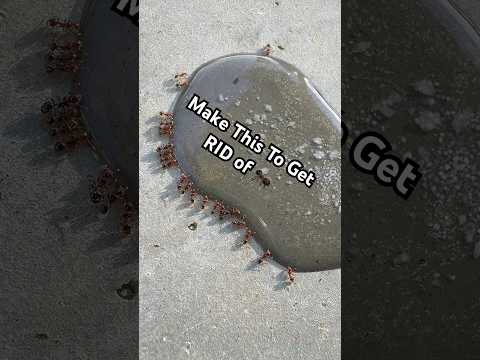 How To Kill Ants Near Plants