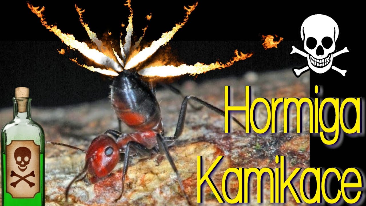 Hormiga Kamikace ASÍ EXPLOTA! Camponotus explodens Colobopsis saundersi ...