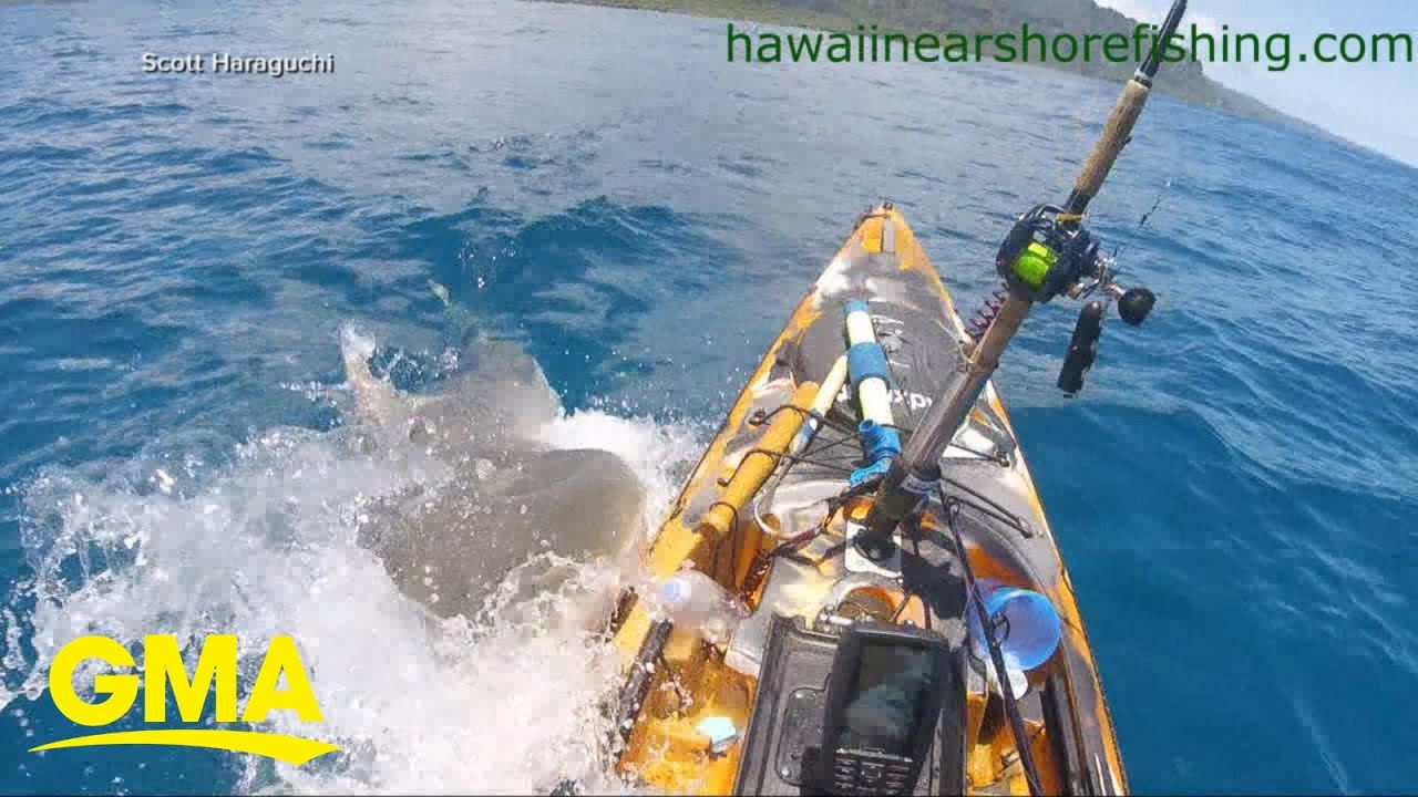 Fisherman speaks out after tiger shark attacks his boat | GMA - YouTube
