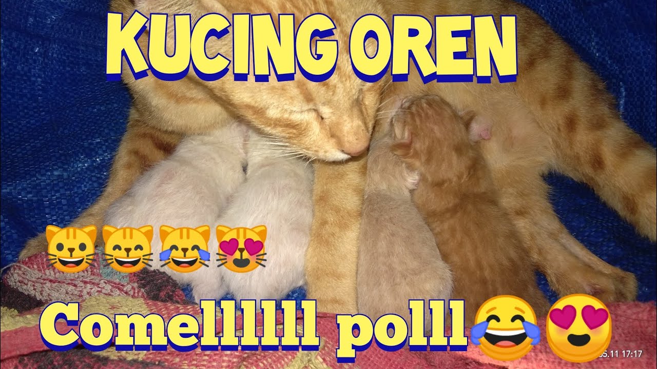 Kucing oren & kucing item manis😃 - YouTube