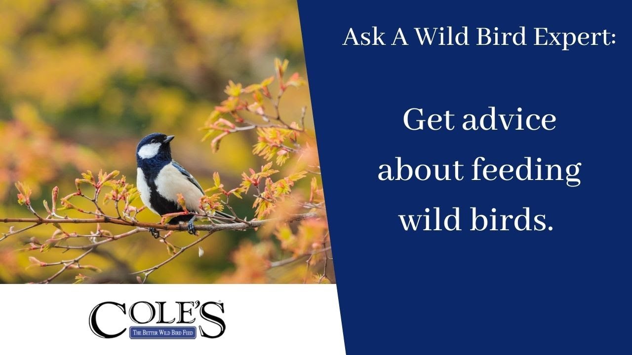 A Wild Bird Expert Has A Complete Rundown Of Great Products For Birders ...