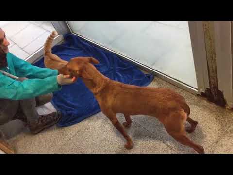 PRUEBA DE GATOS OSVALDA CIAAM