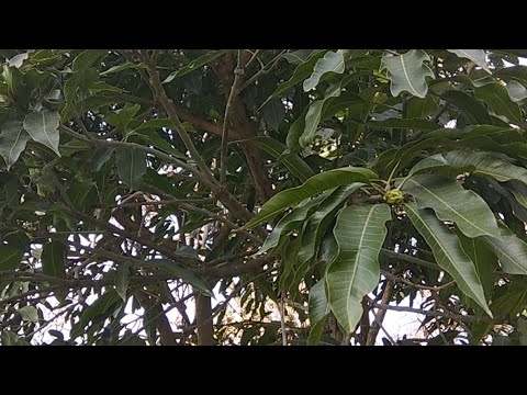 Mango tree flowering process - YouTube
