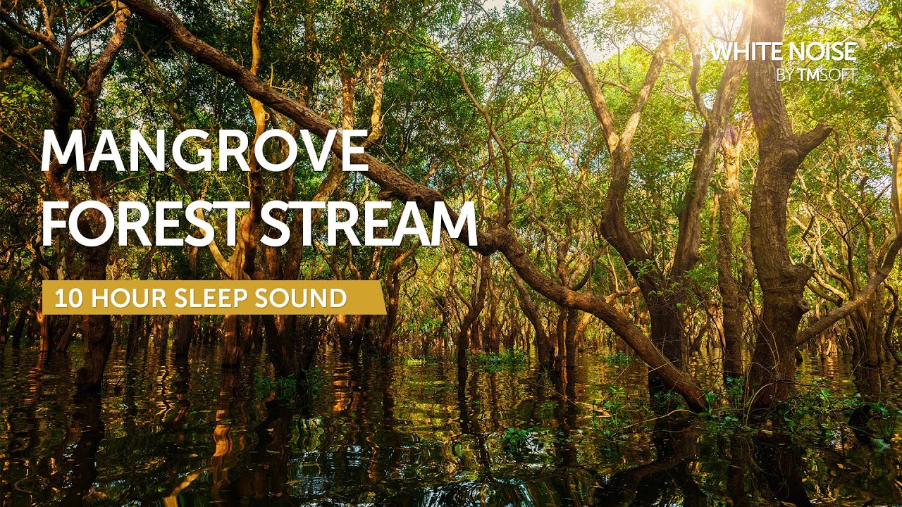 Jungle Mangrove Forest Stream Sleep Sound (water flowing only) - 10 Hours - Black Screen - YouTube