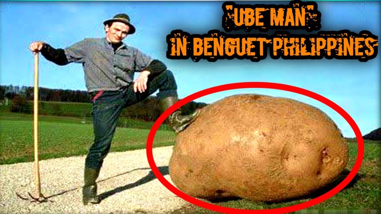 Pinakamalaking Ube sa Pilipinas nahukay sa Benguet!|UBE MAN - YouTube