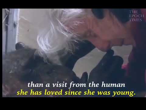 Eski bakıcısının geldiğini farkeden 59 yaşındaki yaşlı şempanze yeniden doğmuş oldu