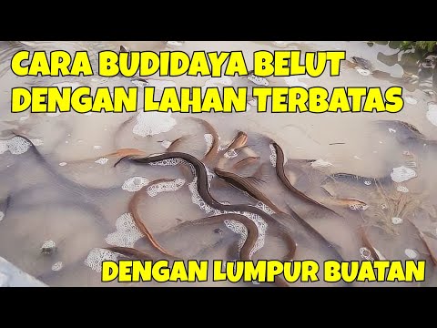 CARA BUDIDAYA BELUT DENGAN LAHAN TERBATAS || DAN DENGAN LUMPUR BUATAN