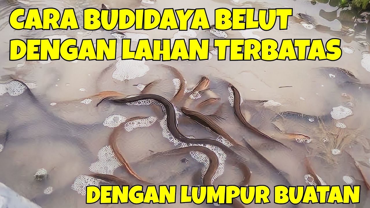 CARA BUDIDAYA BELUT DENGAN LAHAN TERBATAS || DAN DENGAN LUMPUR BUATAN ...