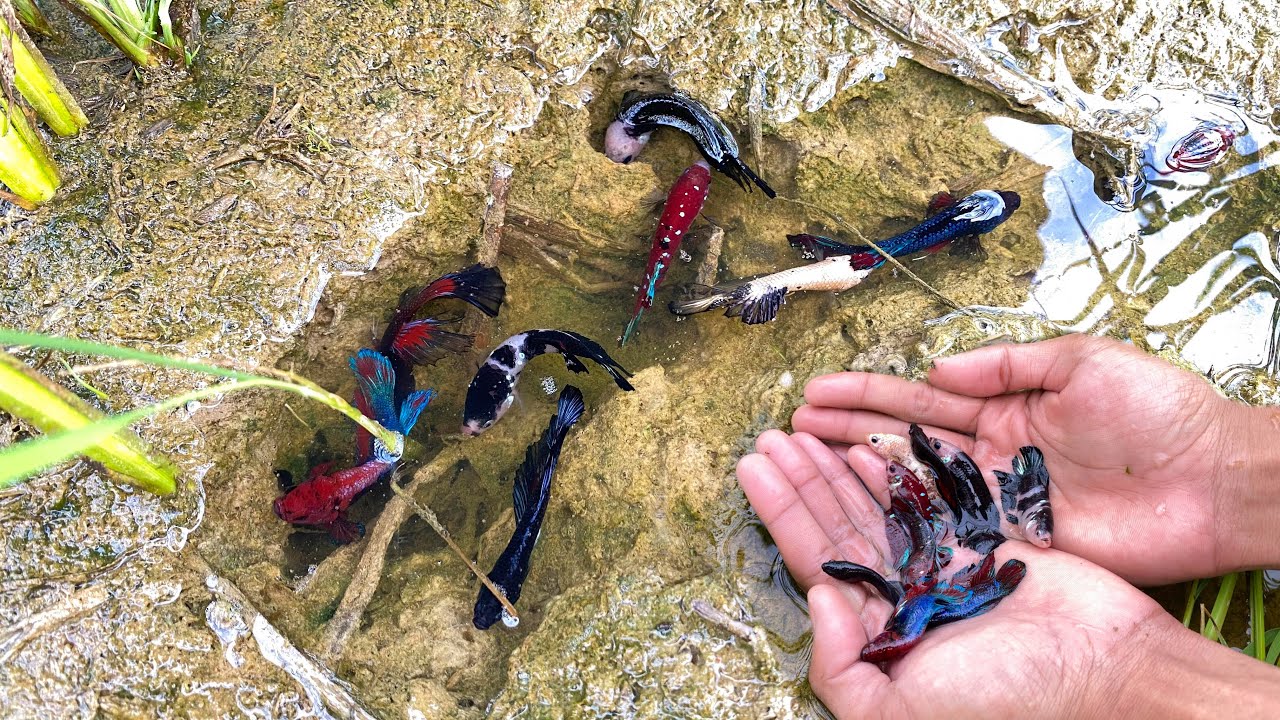 Best Hand Fishing Betta - Fisherman Catching Betta Fish By Hand In Mud ...