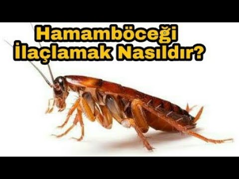 K-OTHRINE SC 50 BAYER 500 ML SÜSPANSİYON KONSANTRE İNSEKTİSİT ...