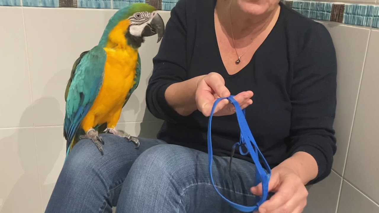 Comment mettre un harnais “Aviator” a un perroquet Ara - YouTube