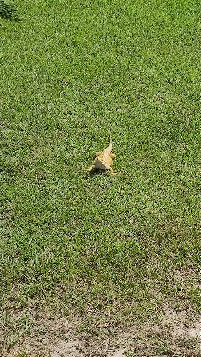 chonk basking on a beautiful day #shorts #beardeddragon #lizard #beardie #reptile #pagona - YouTube