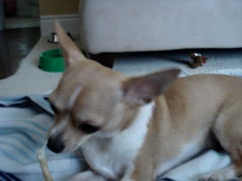 Duke and Baboo love chew sticks - YouTube