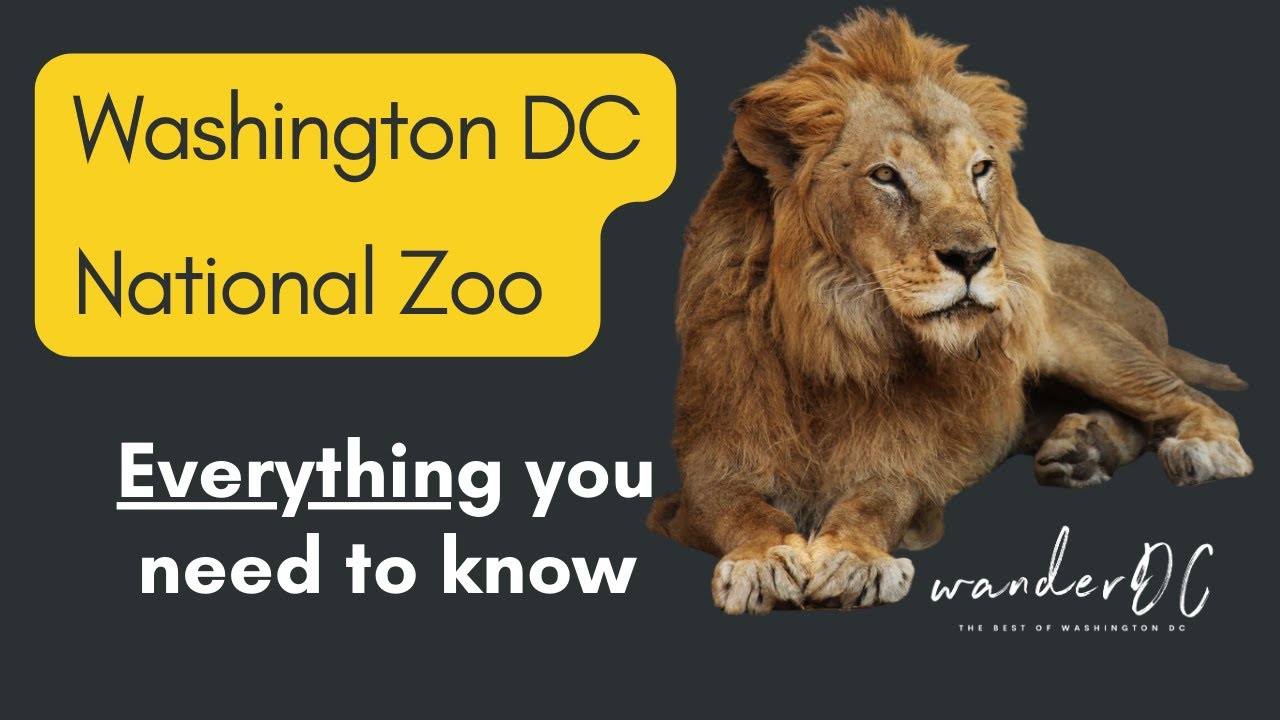 Washington DC Zoo: Everything To Know Before Your 2023 Visit To The ...