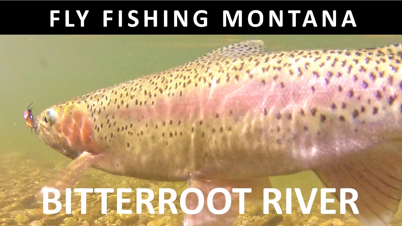 Fly Fishing Montana's Bitterroot River in April-Trailer for Prime Video ...